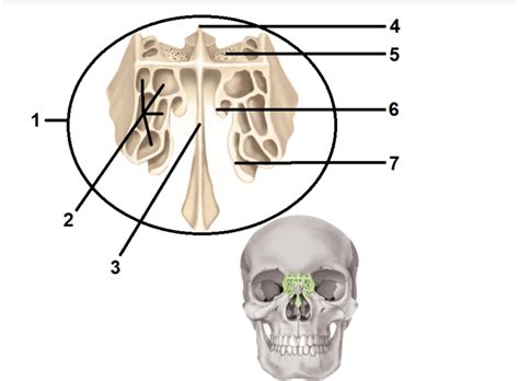 Human Anatomy And Physiology Practical Review 13 Diagram Quizlet