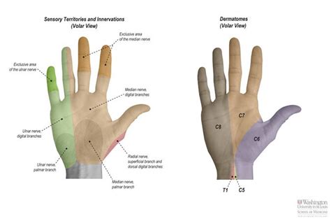 Dermatome Hand