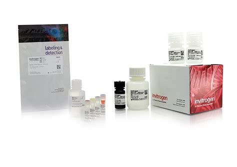 Qubit Protein Assay Kit Manual At Charles Bolden Blog