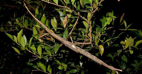 New Fear Unlocked After 16 Inch Stick Insect Found Deep In Australian Jungle News World