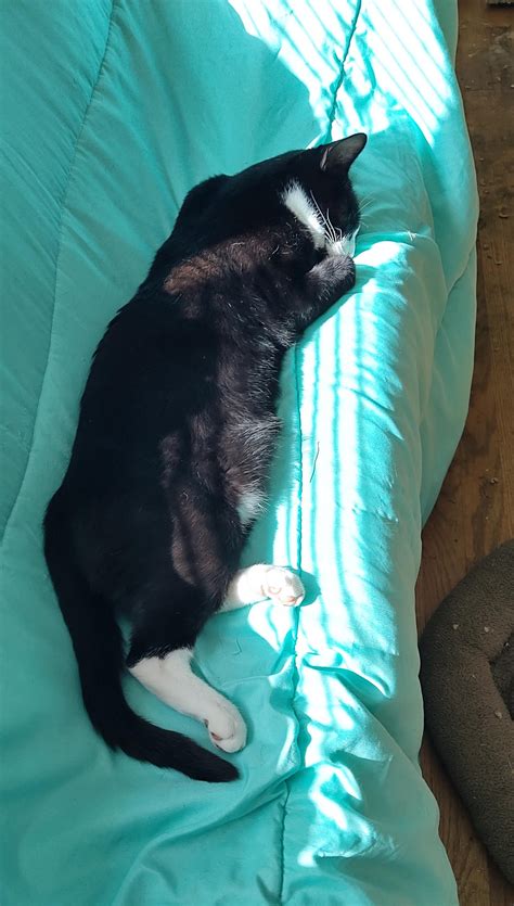 Sleeping In The Sun By Gudrun355 On Deviantart