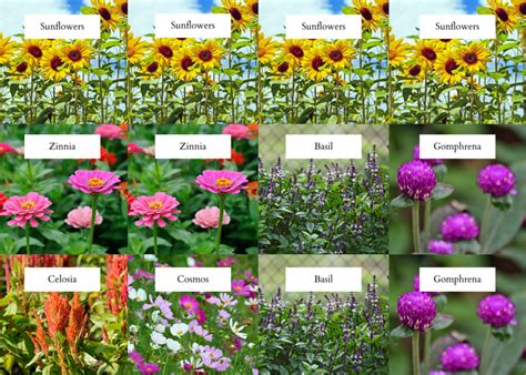 Common Cut Flower Chart A Beginners Guide To Growing Gorgeous Cut