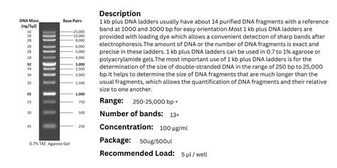 Dna Ladder Swbd India