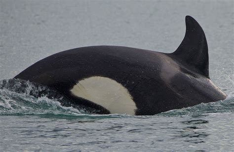 Killer Whaleorca New Zealand Marine Mammals