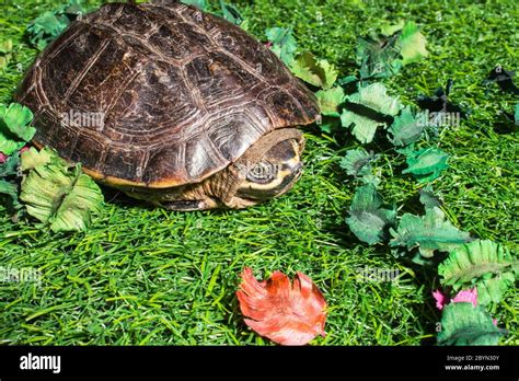 Turtle On Green Grass Texture Background Eco Concept Asia Thailand