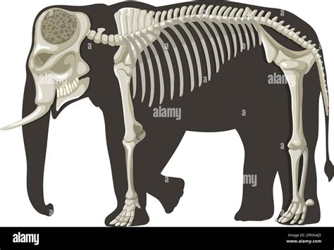Elephant Anatomy Concept For Science Education Illustration Stock
