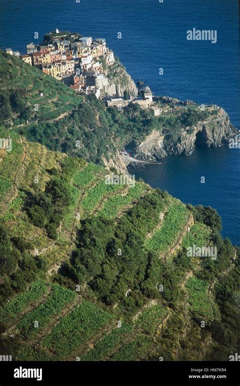 View Of Manarola And Surrounding Vineyards Cinque Terre National Park
