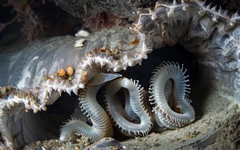 Photos Polychaete 60 Photos De Haute Qualité Gratuites