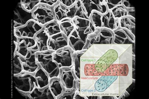 New Bioprinting Technique Creates Thicker Healthier Tissue