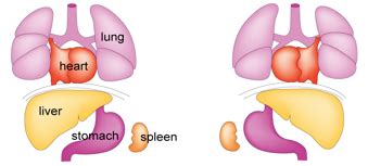 Liver Physiology Labs Variants Flashcards Quizlet