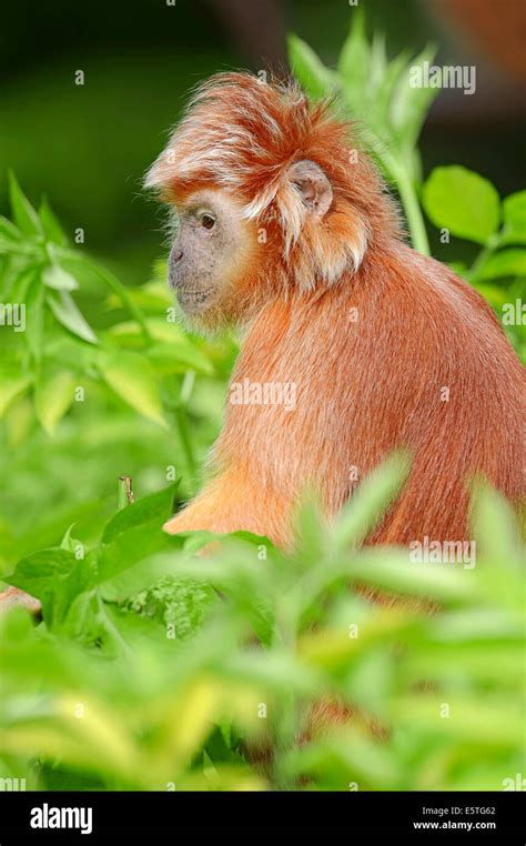 Eastern Javan Lutung Or Spangled Ebony Langur Trachypithecus Auratus