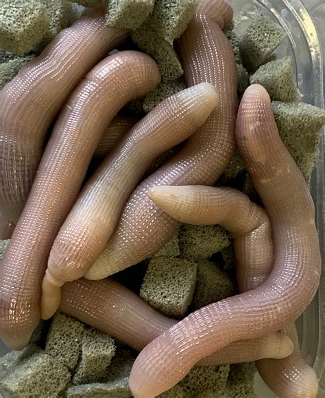 Le Bibi Ou Ver Cacahuète Un Classique De La Pêche En Mer 1max2peche