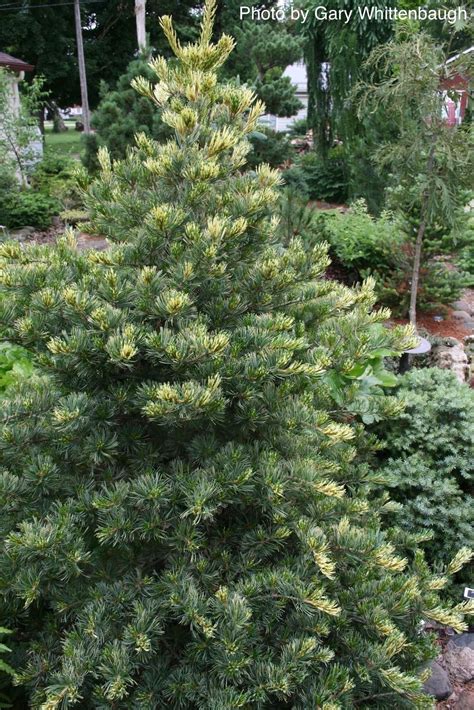 Buy Pinus Parviflora Fukai Dwarf Japanese White Pine — Mr Maple │ Buy