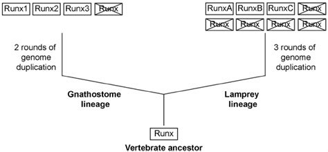 A Model Depicting The Evolution Of Runx Genes In Vertebrates The Download Scientific Diagram