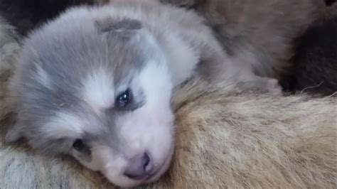 狼犬の子犬は怒ると恐い？可愛い？ Youtube