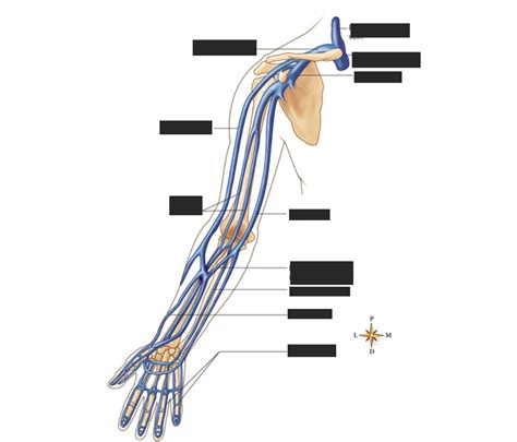 Upper Extremity Veins Label Diagram Quizlet