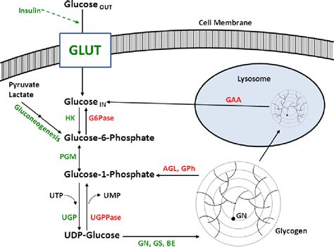 Alpha Glucosidase Semantic Scholar