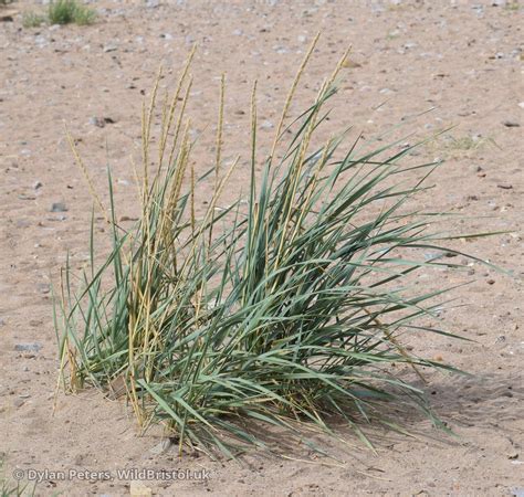 Lyme Grass Leymus Arenarius Species Wildbristoluk