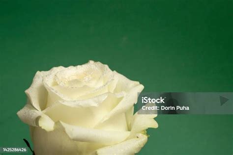 작은 물방울과 함께 하얀 장미의 부드러운 초점이 닫힙니다 순수함에 대한 스톡 사진 및 기타 이미지 순수함 장미 흰색 Istock
