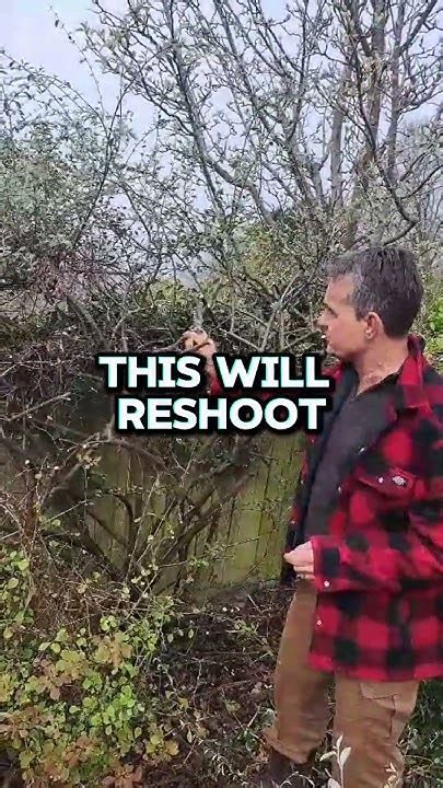 Master The Art Of Pruning Cotoneaster With Our Easy Guide Youtube