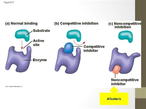 Metabolic Pathways A Metabolic Pathway Begins With A