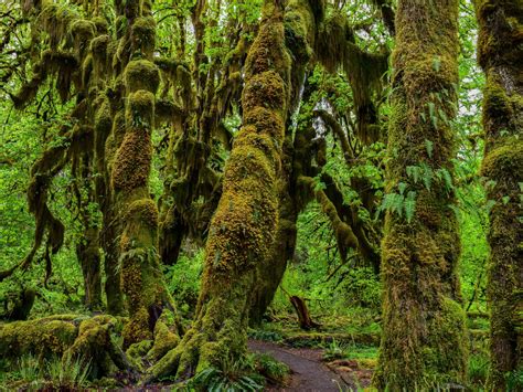 Hoh Rain Forest In Olympic National Park Olympic Hiking Co