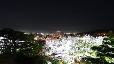 【full Hd】兼六園の春の桜のライトアップ Youtube