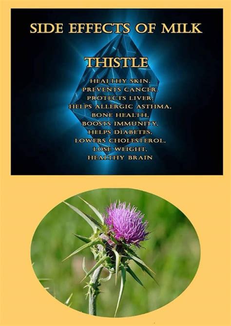 Milk Thistle Side Effects Puro Milk Thistle Milk Thistle Supplement