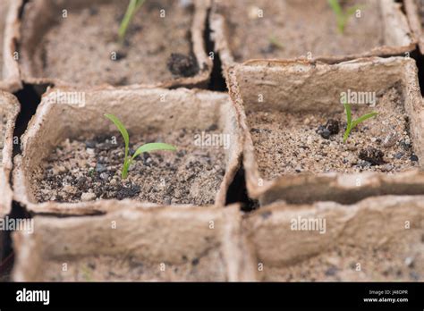 Pastinaca Sativa Parsnip Seedlings Grown In Sand In Biodegradable Pots