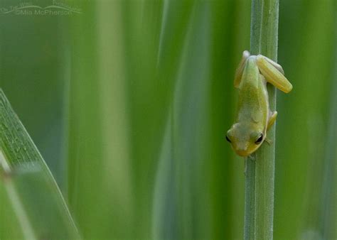 Itty Bitty American Green Tree Frog Pictures Mia Mcphersons On The