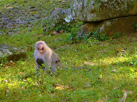 Terrifying Crying Loudest Poorest Monkey Anita Crying Very Loud