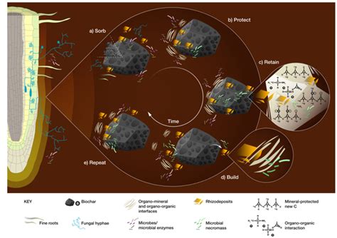 Nature Communications 生物炭如何提升土壤有机碳上限的微光谱可视化 知乎