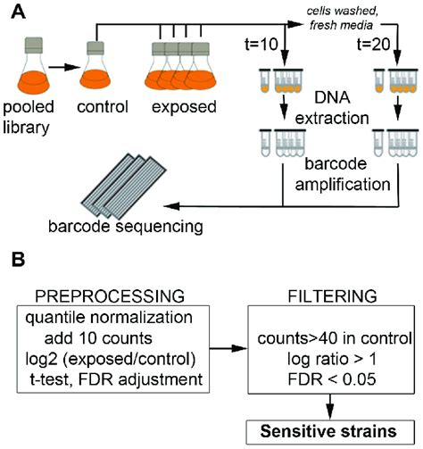 Experimental Workflow For Barcoded Genomic Phenotyping Schematic