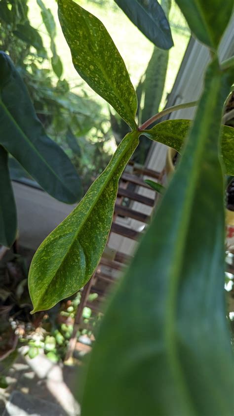 Help P 69686 Splotchy R Aroids