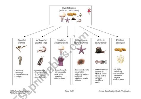 English Worksheets Invertebrate Classification Chart