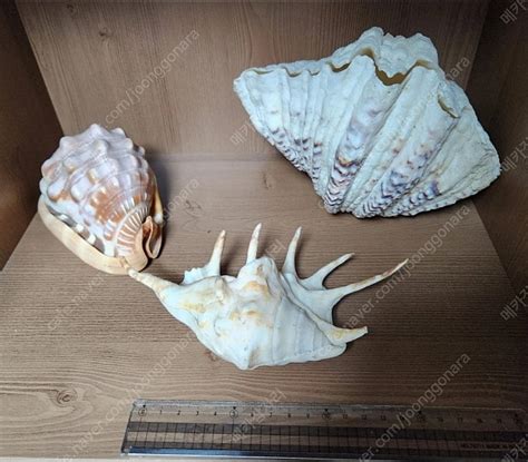 조개 소라 껍데기 팝니다 인테리어소품 중고나라
