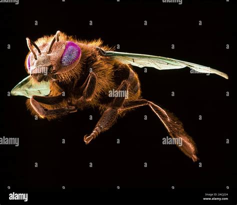 Female Worker Honey Bee Apis Mellifera Coloured Scanning Electron