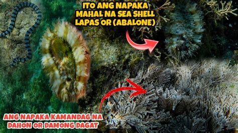 Bunos Episode Ang Pinaka Mahal Na Sea Shell Lapas Or Abalone Catch In