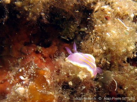 Felimida Binza Doris