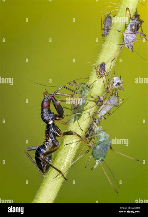 Larva Of An Ant Bug Sucks Out Aphids Ant Bugs Suck Out Aphids Stock