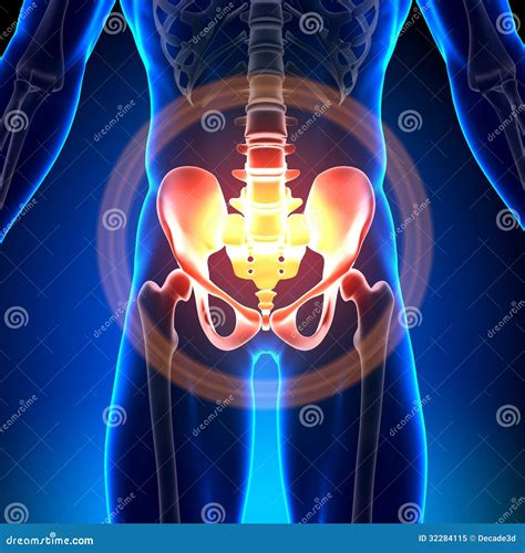 Ischium Stock Illustrations 327 Ischium Stock Illustrations Vectors