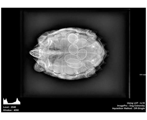Gravid Female Turtle X Ray Album On Imgur
