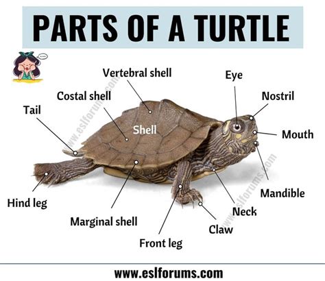 Snapping Turtle Anatomy