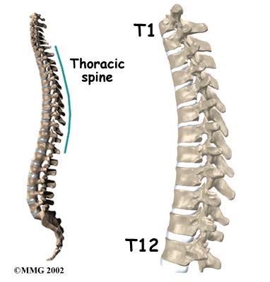 Physical Therapy In Cincinnati And West Chester For Spinal Compression