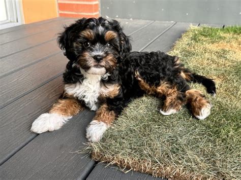 Separation Anxiety Tips Cries When I Actually Leave But Is Fine By Herself While At Home R