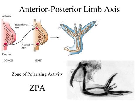 Vertebrate Embryonic Patterning 6