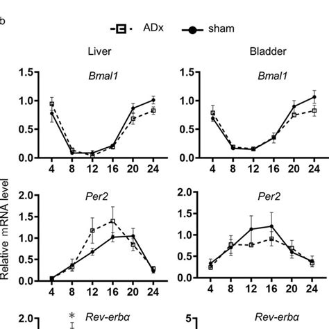 Effect Of Bilateral Adrenalectomy A A Schematic Diagram Of The Download Scientific Diagram