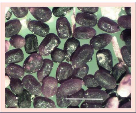 14 Drywood Termite Frass Showing The Angular Nature Of The Frass Download Scientific Diagram