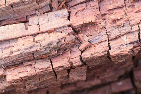Brown Rot Fungus Breaking Down Hemicellulose And Cellulose And Displaying The Typical Cubical