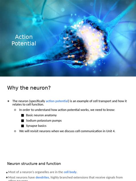 Action Potential Notes Pdf Action Potential Membrane Potential